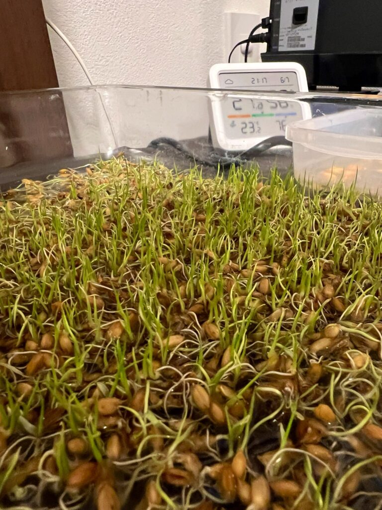 本日のうりぼー種苗開発センター – うりぼーの植物工場日記